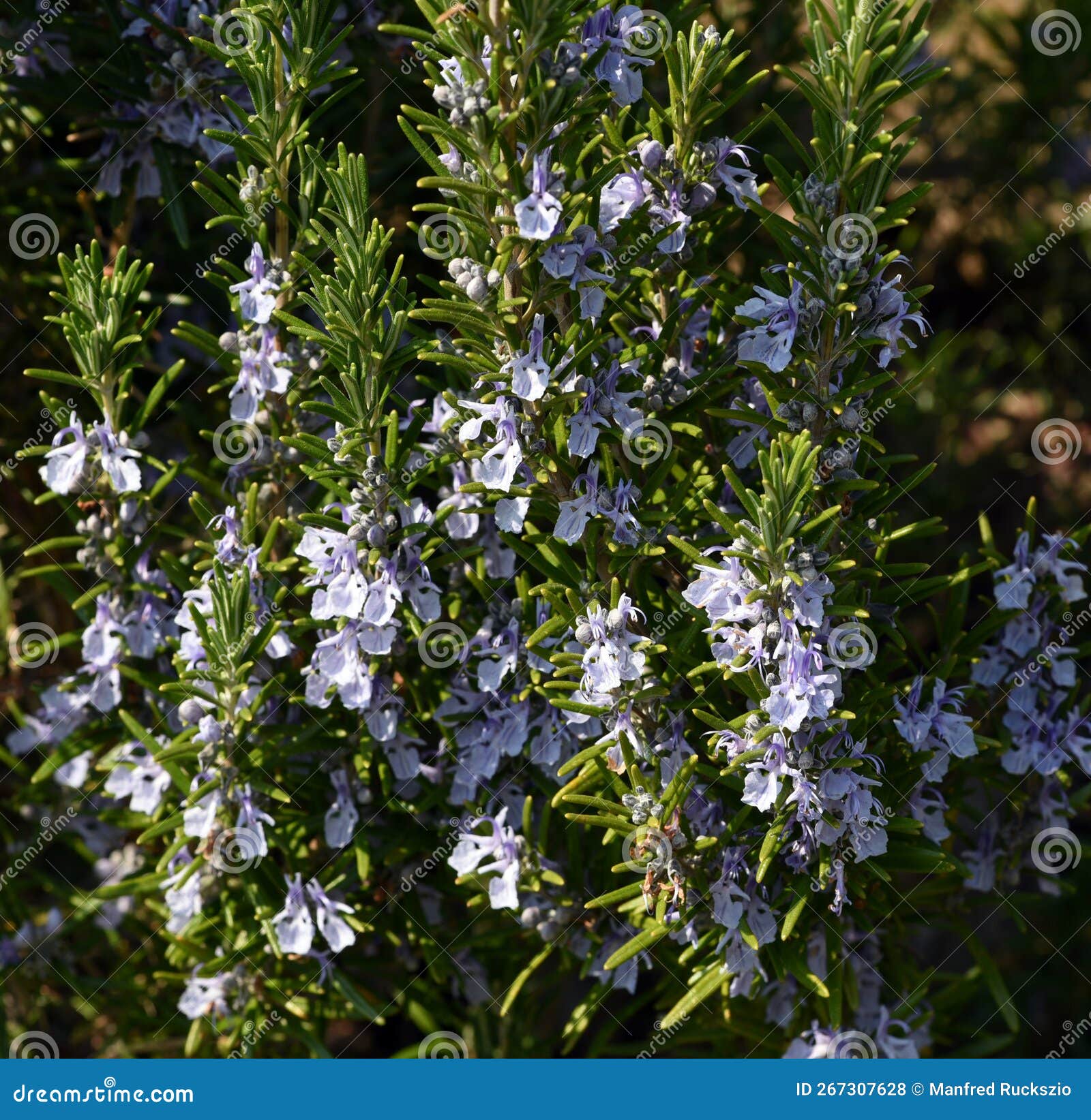 Rosemary officinalis stock photo. Image of spice, plant - 267307628