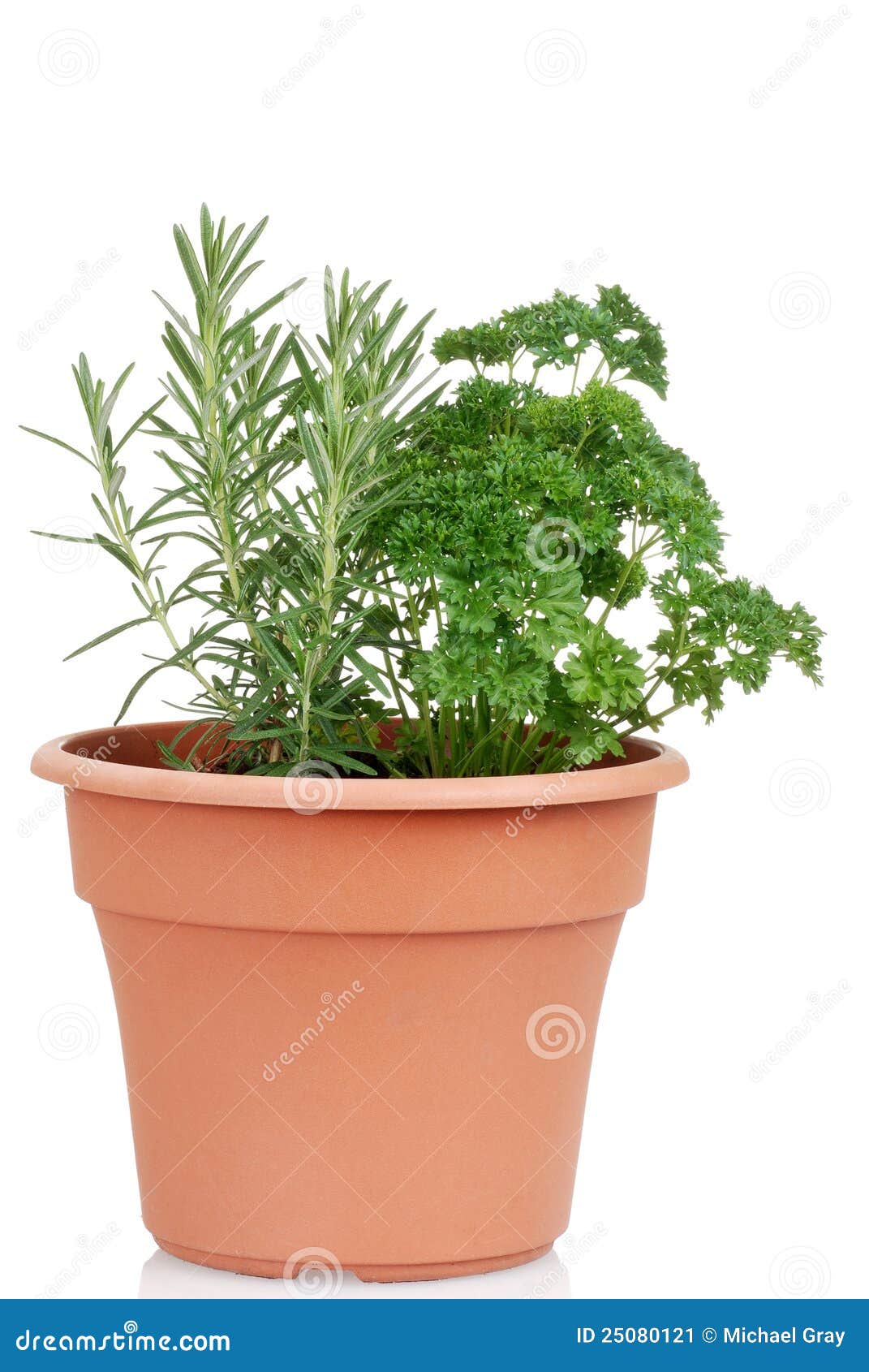Rosemary and Parsley in a Pot Stock Image - Image of herbal, nature ...