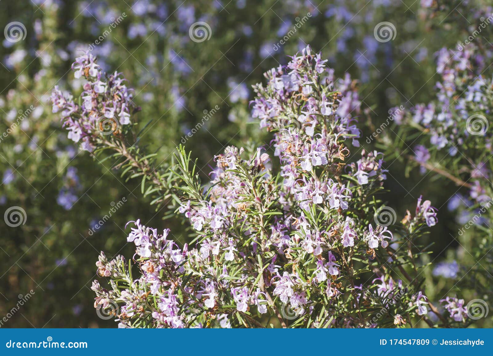 Rosemary Pink Flowers in Spring Stock Image - Image of aromatic, green ...