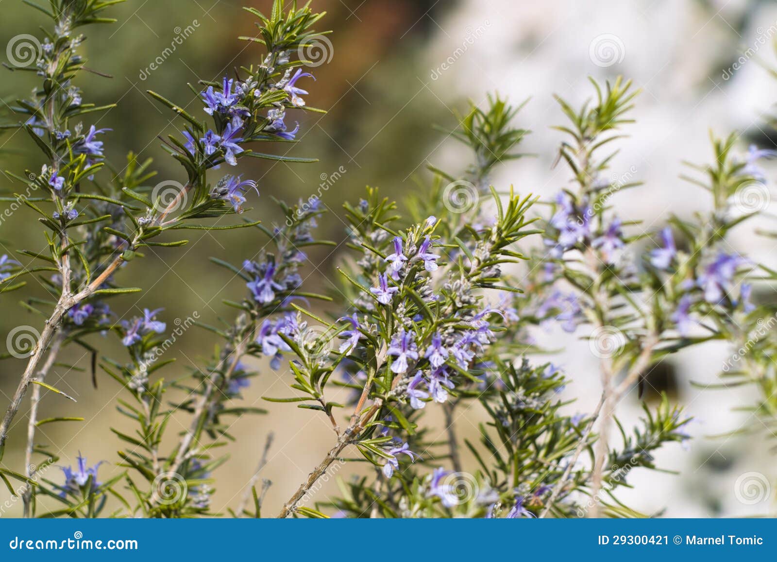 Rosemary Plant (Rosmarinus Officinalis) Stock Image - Image of leaves ...