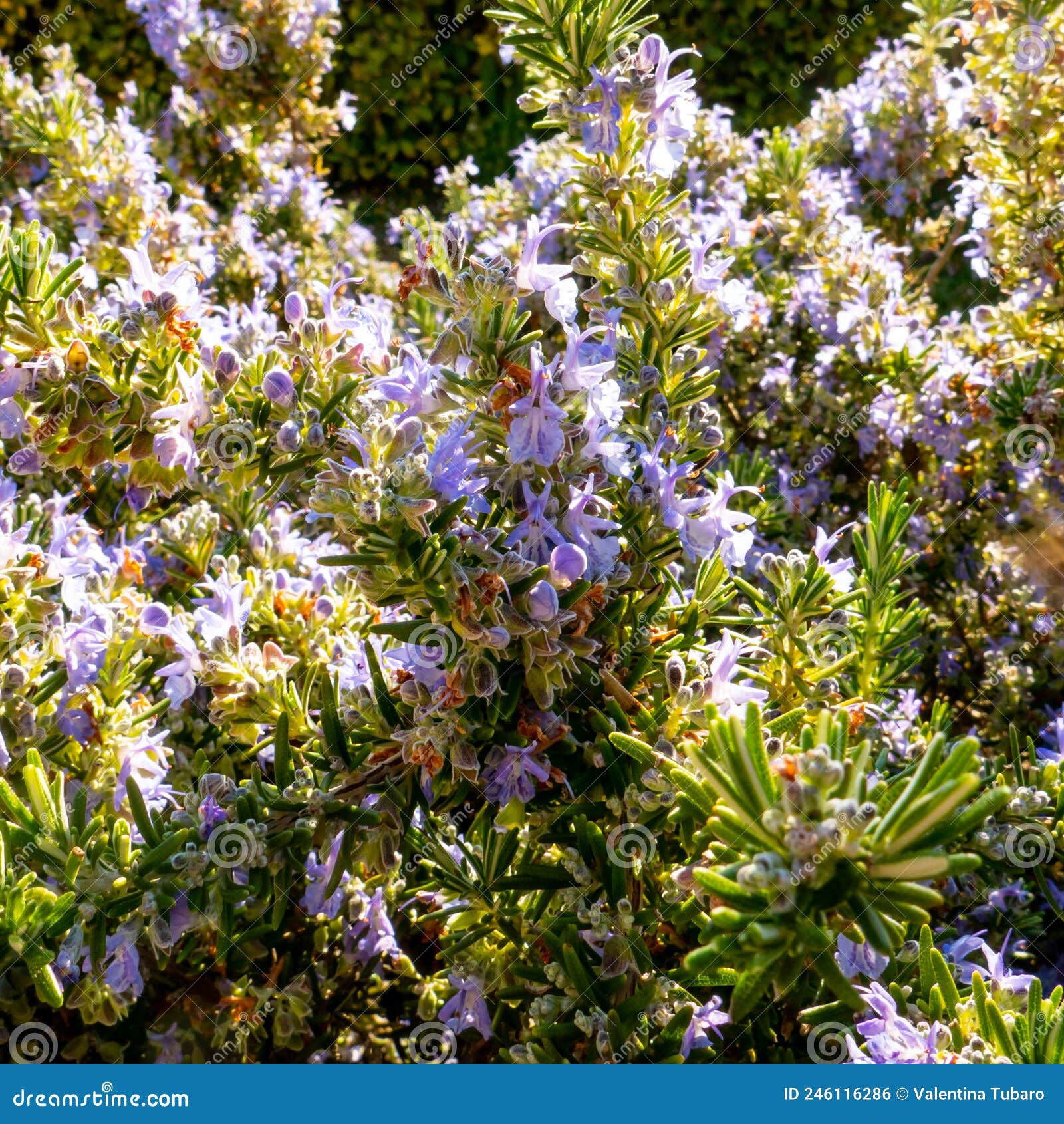 Rosemary in Bloom at Springtime Stock Photo - Image of cuisine ...