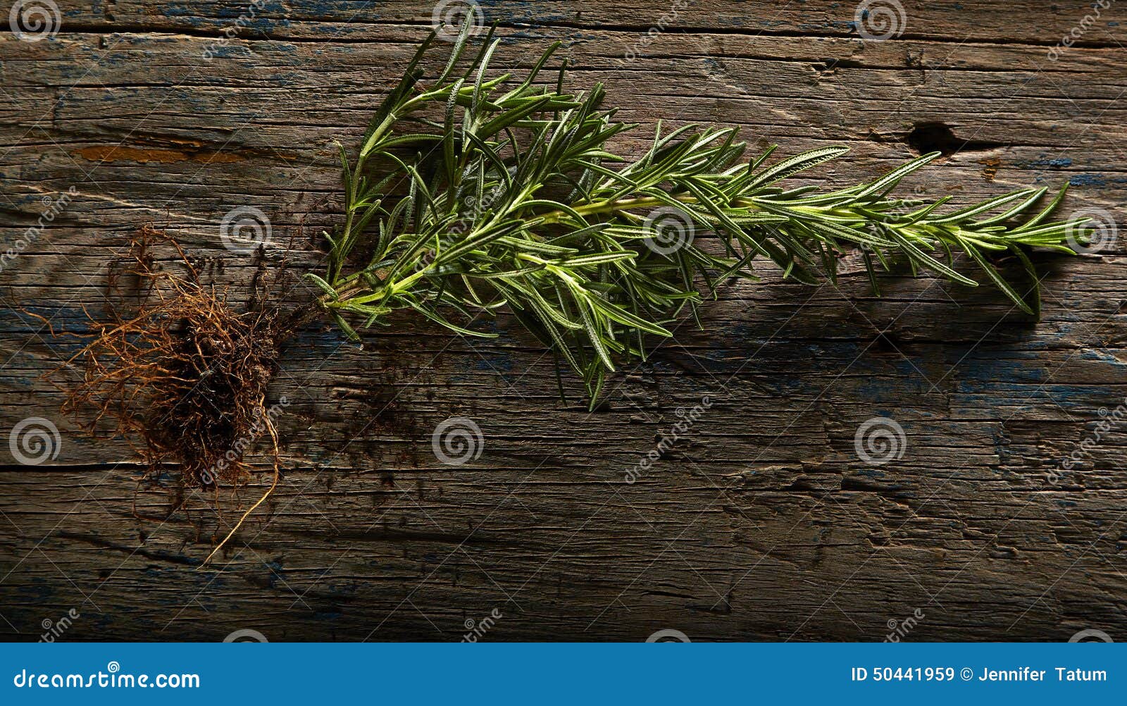 Rosemary with roots stock image. Image of organic, grow - 50441959