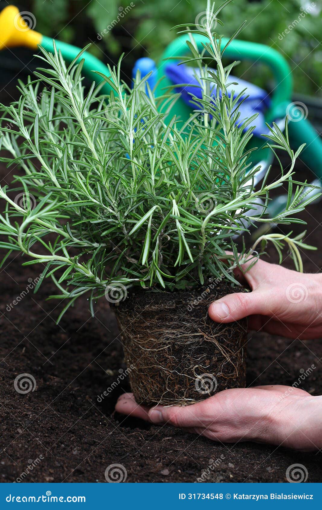 Rosemary Seedling Ready for Planting Stock Photo - Image of agriculture ...