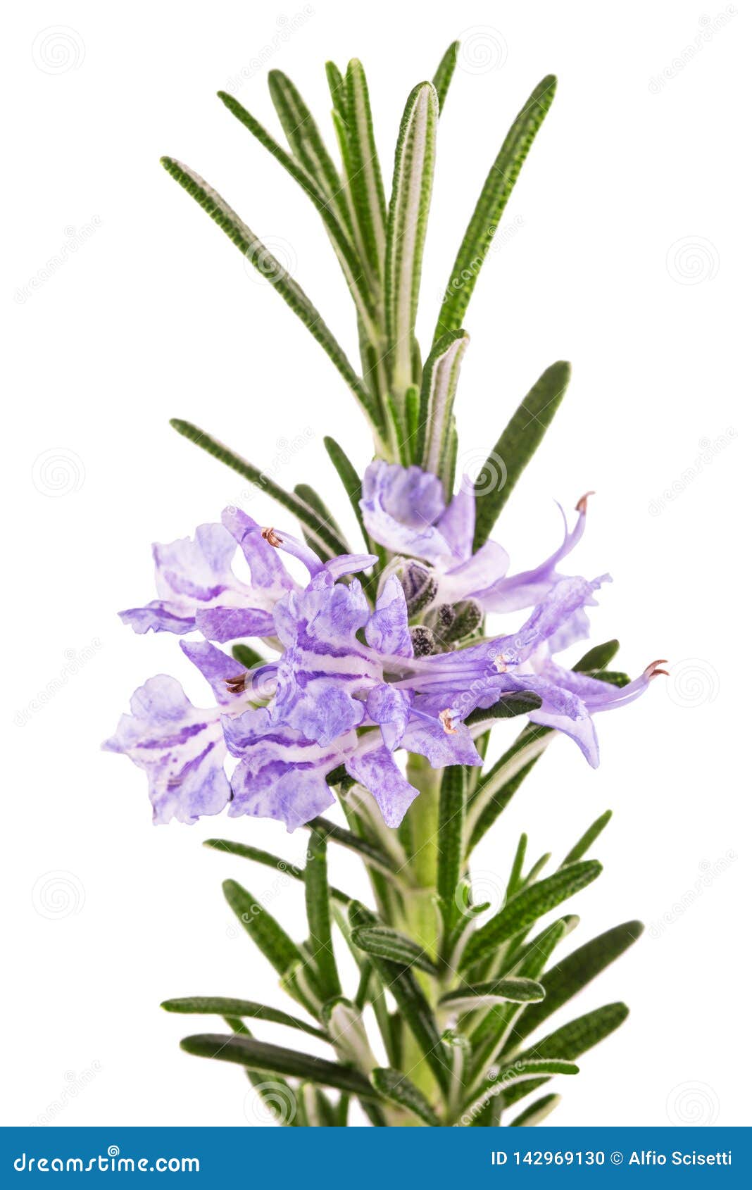 Rosemary sprig in flowers stock photo. Image of flower - 142969130