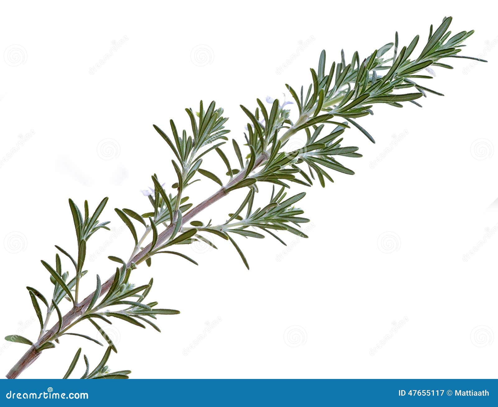 Rosemary Sprig Isolated on White Background Stock Image - Image of ...