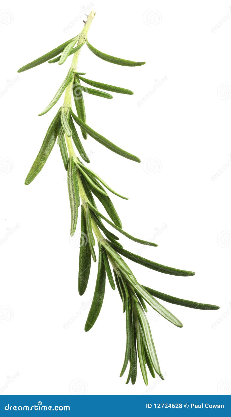 Rosemary sprig over white stock photo. Image of cooking - 12724628