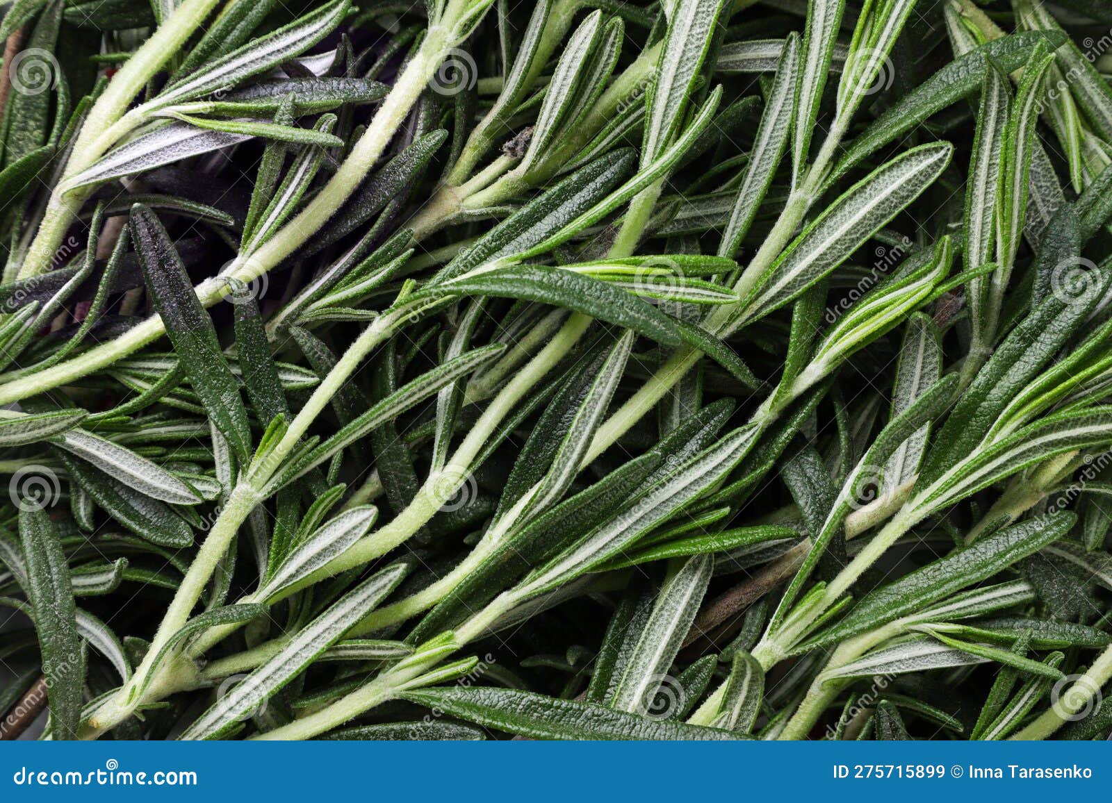 Rosemary Sprigs Close-up Background. the View from Top Stock Image ...