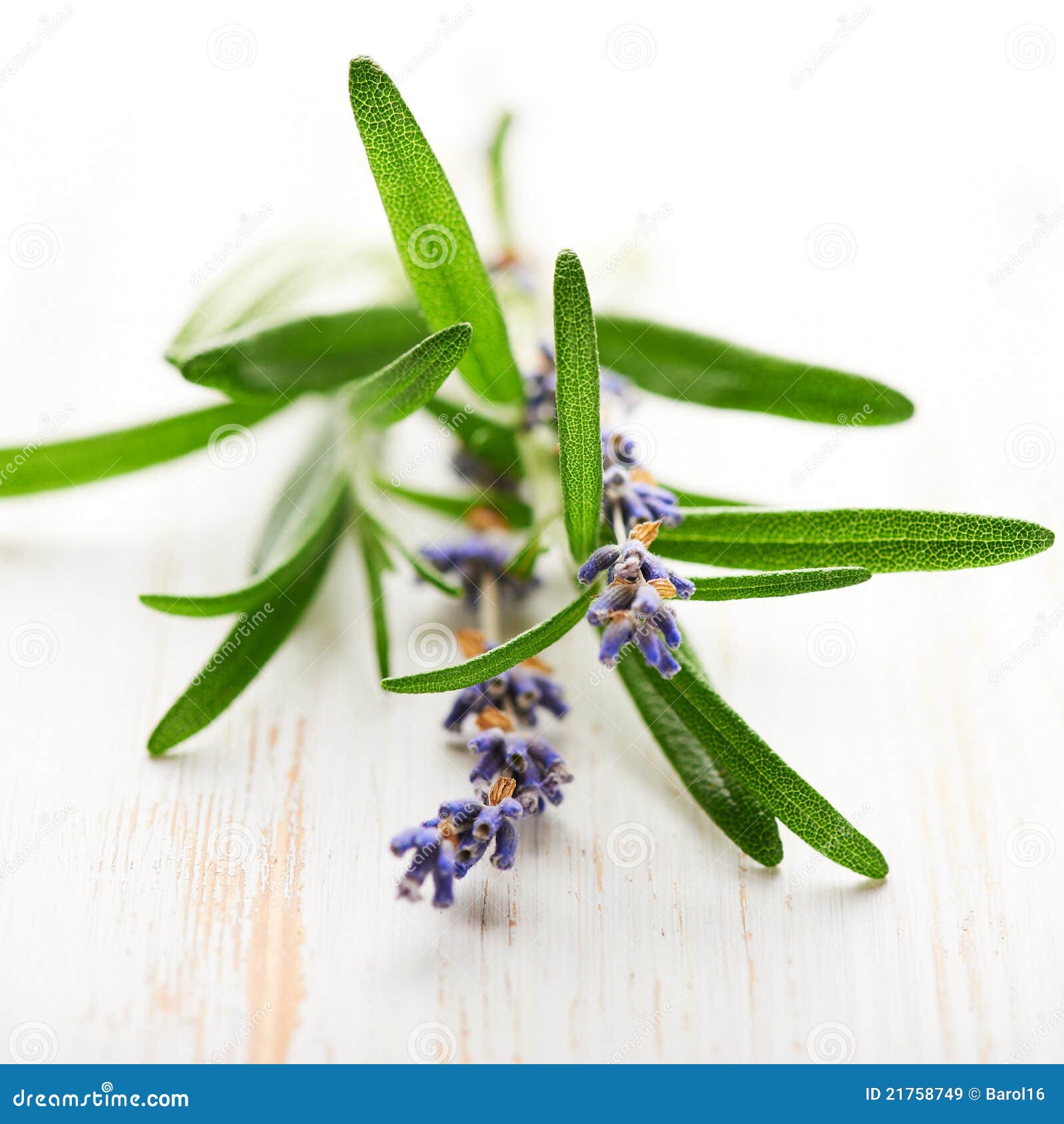 Rosemary Sprigs and Dried Lavender Flowers Stock Image - Image of fresh ...