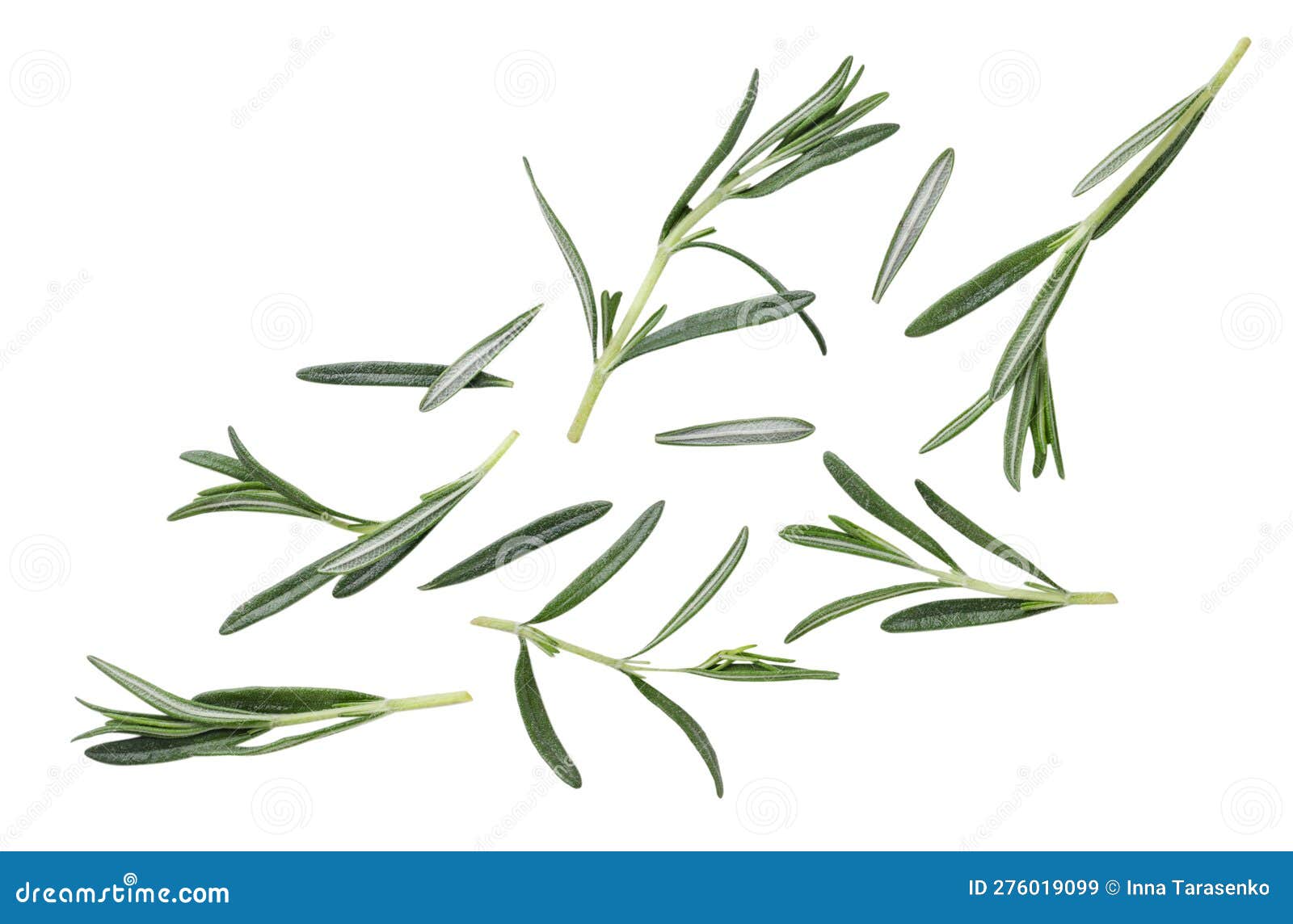 Rosemary Sprigs Flying on a White Background. Set Stock Image - Image ...