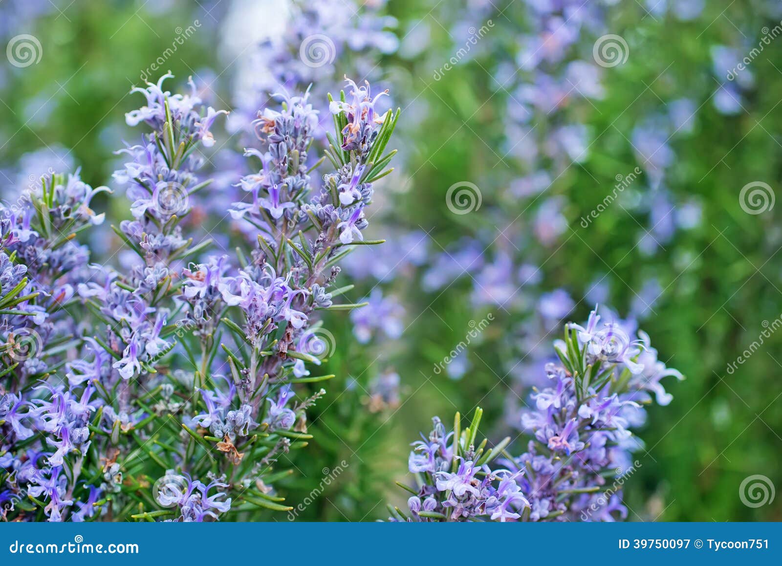 Rosemary stock image. Image of cultivation, natural, like - 39750097