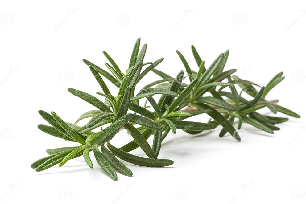 Rosemary Stalk stock photo. Image of freshness, healthy - 37870620