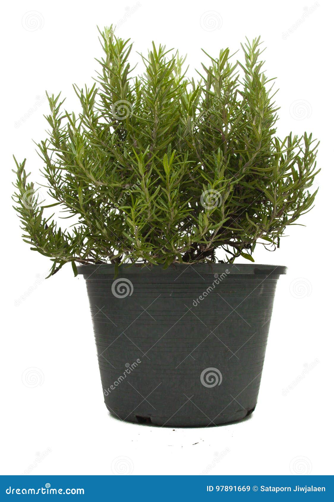 Rosemary Tree Isolated on White Stock Image - Image of italian, healthy ...