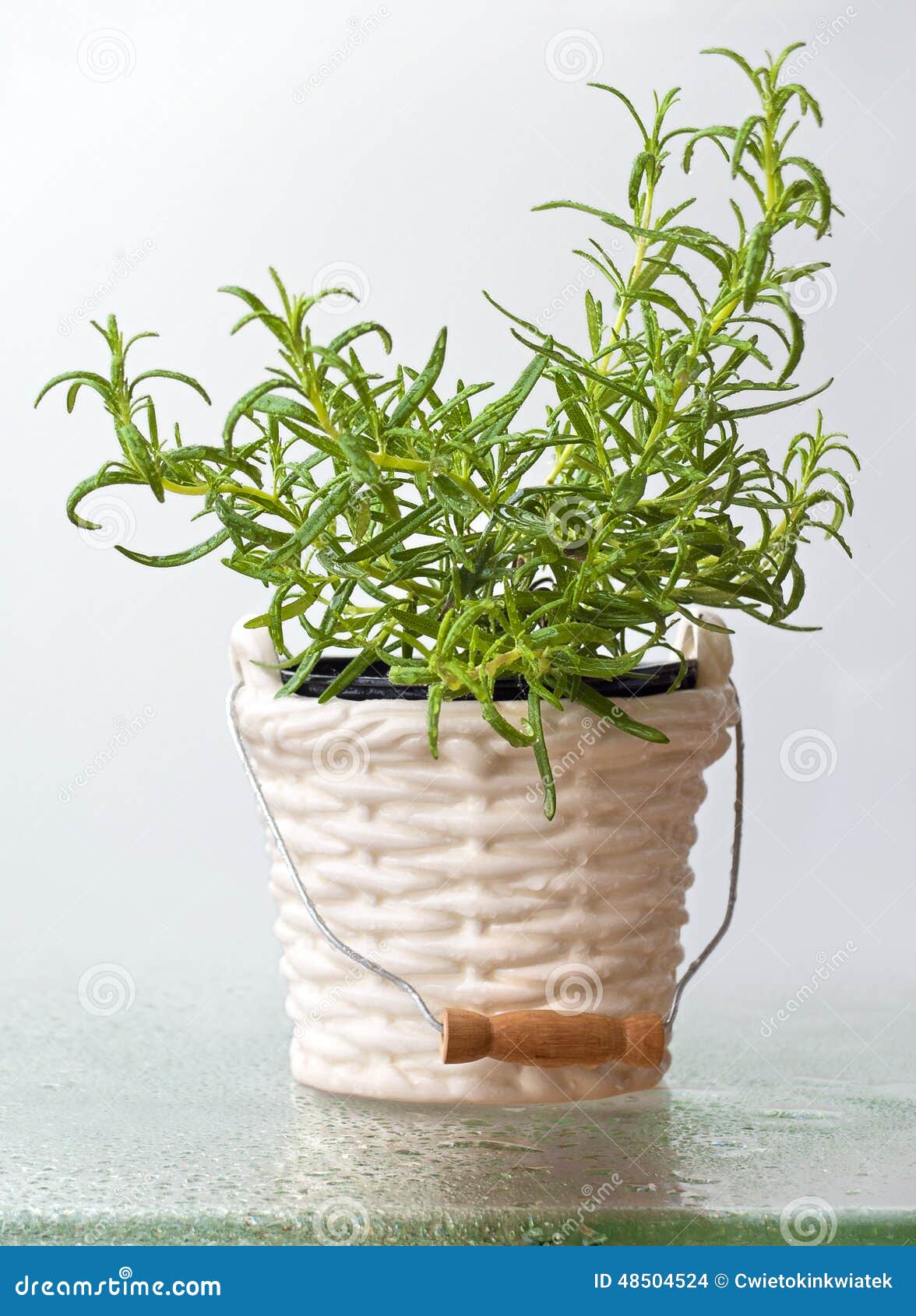 Rosemary with Water Drops in a Vase Stock Photo - Image of plant, leaf ...