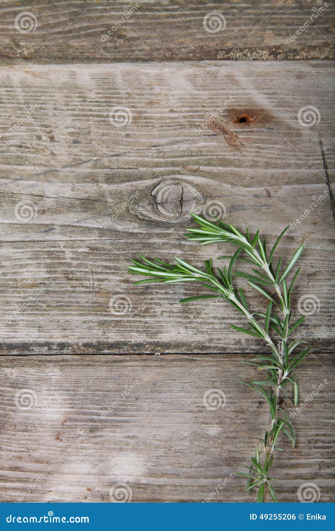 Rosemary stock photo. Image of ingredient, plant, agriculture - 49255206