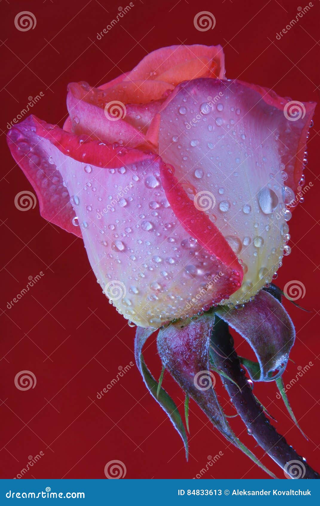 Rosen-Abschluss Oben Mit Tau Stockbild - Bild von hintergründe, schön ...