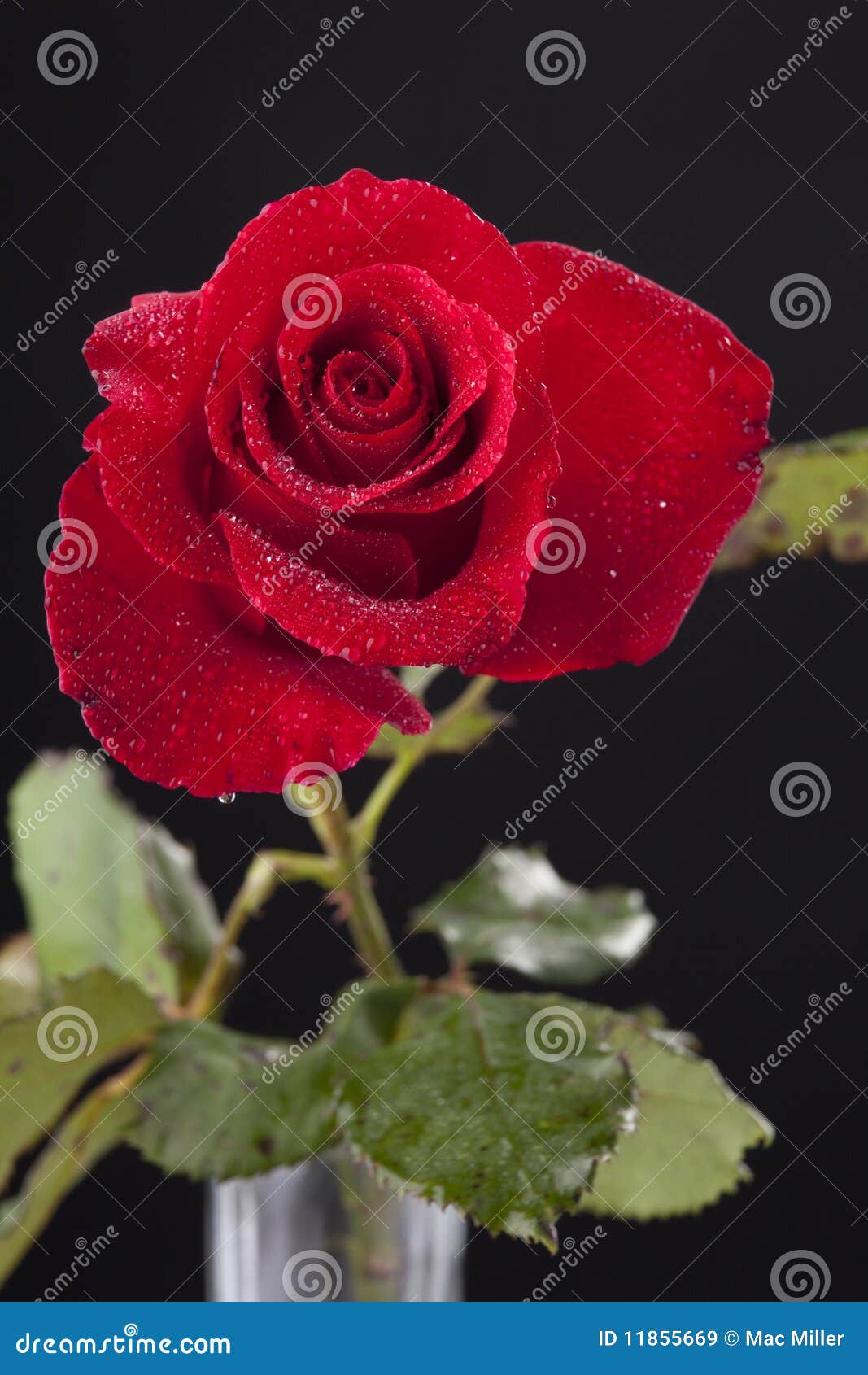 Rosen-Rot Getrennt Auf Schwarzem Stockbild - Bild von blume ...