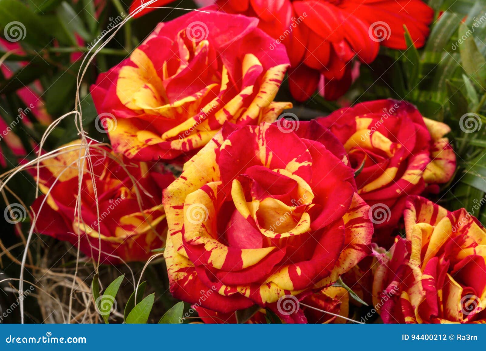 Rosen-Rot mit Gelb stockfoto. Bild von bild, gelb, hell - 94400212