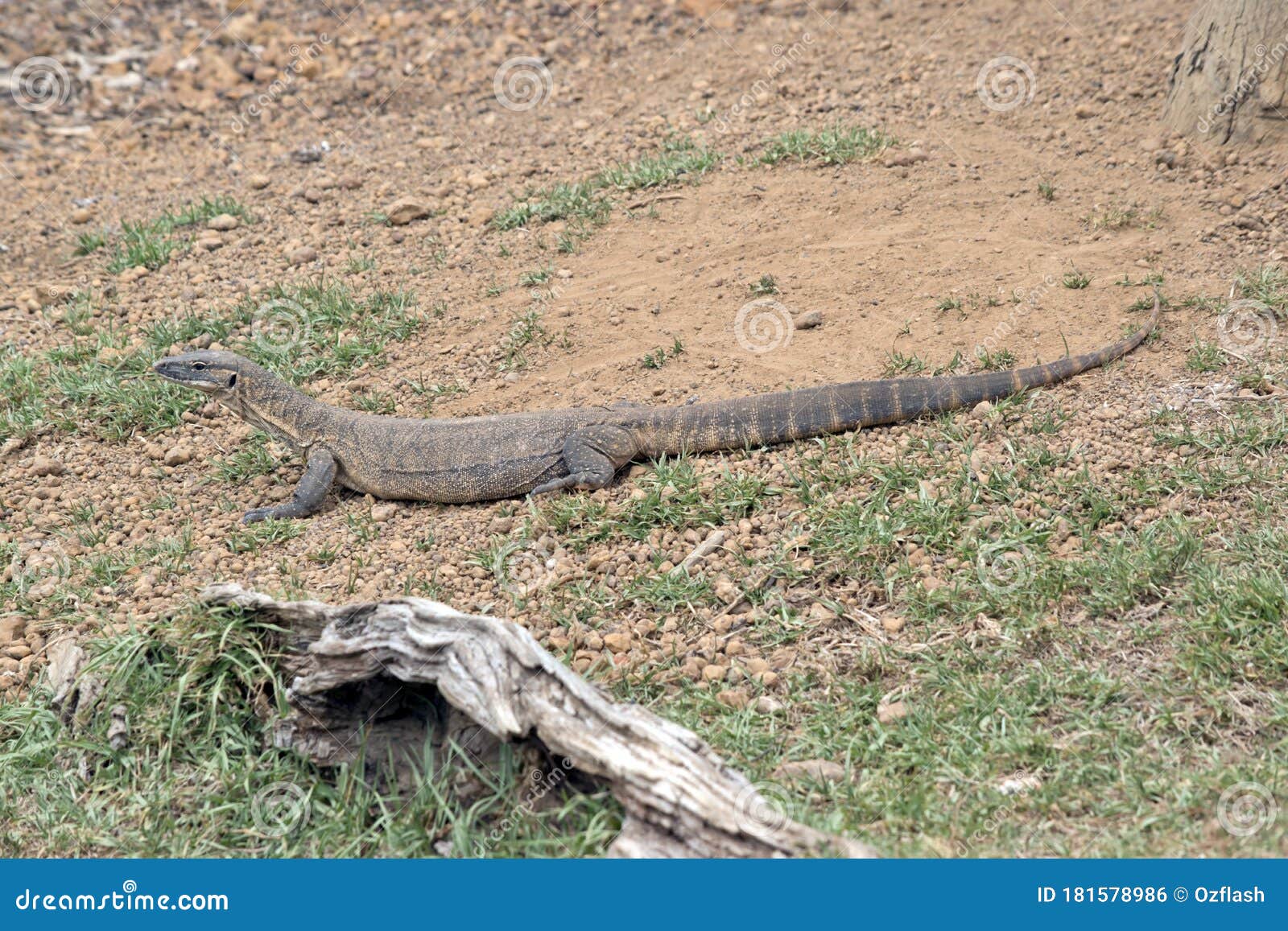 This is a Side View of a Rosenberg Lizard Stock Photo - Image of ...