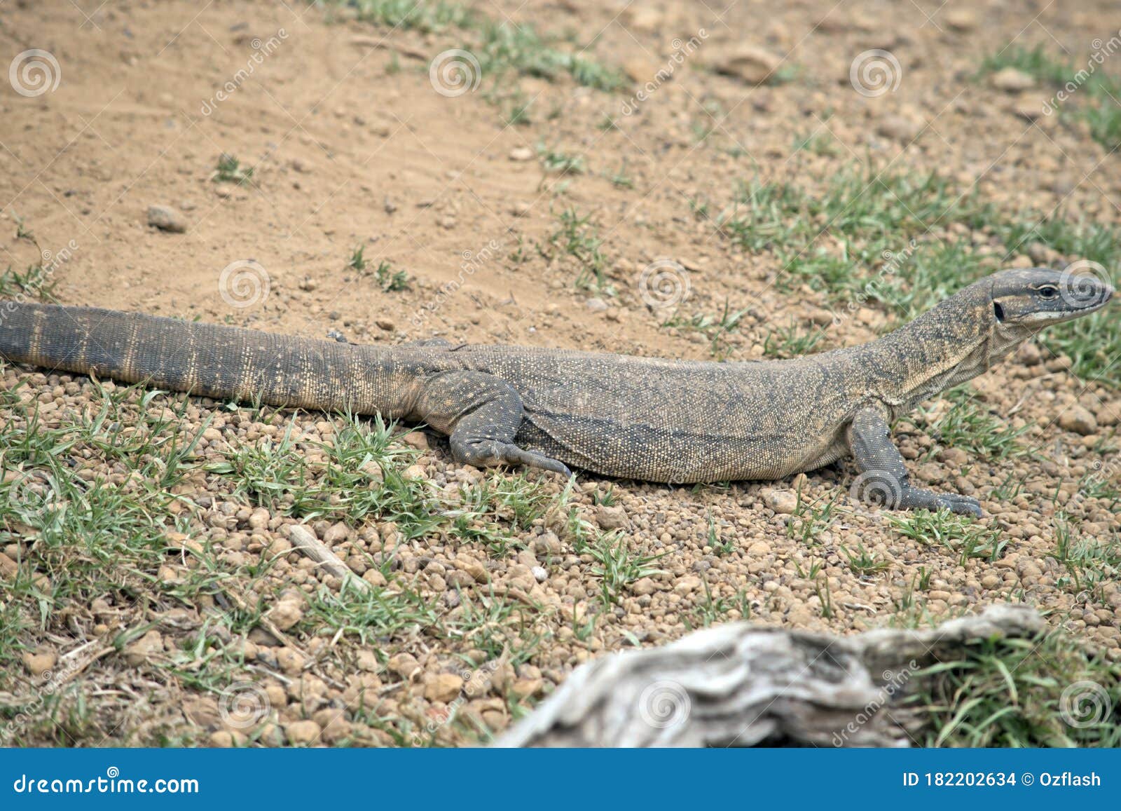 This is a Side View of a Rosenberg Lizard Stock Photo - Image of ...