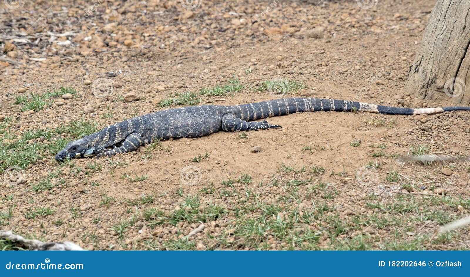This is a Side View of a Rosenberg Lizard Stock Photo - Image of ...