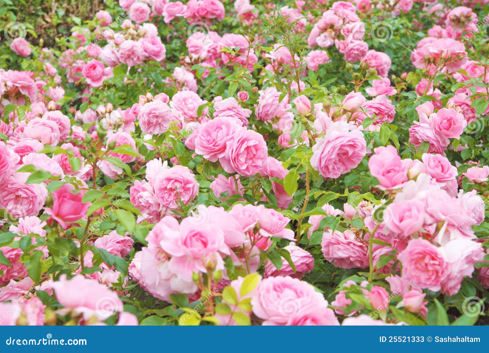 Rosenbusch stockbild. Bild von landwirtschaft, wiese - 25521333