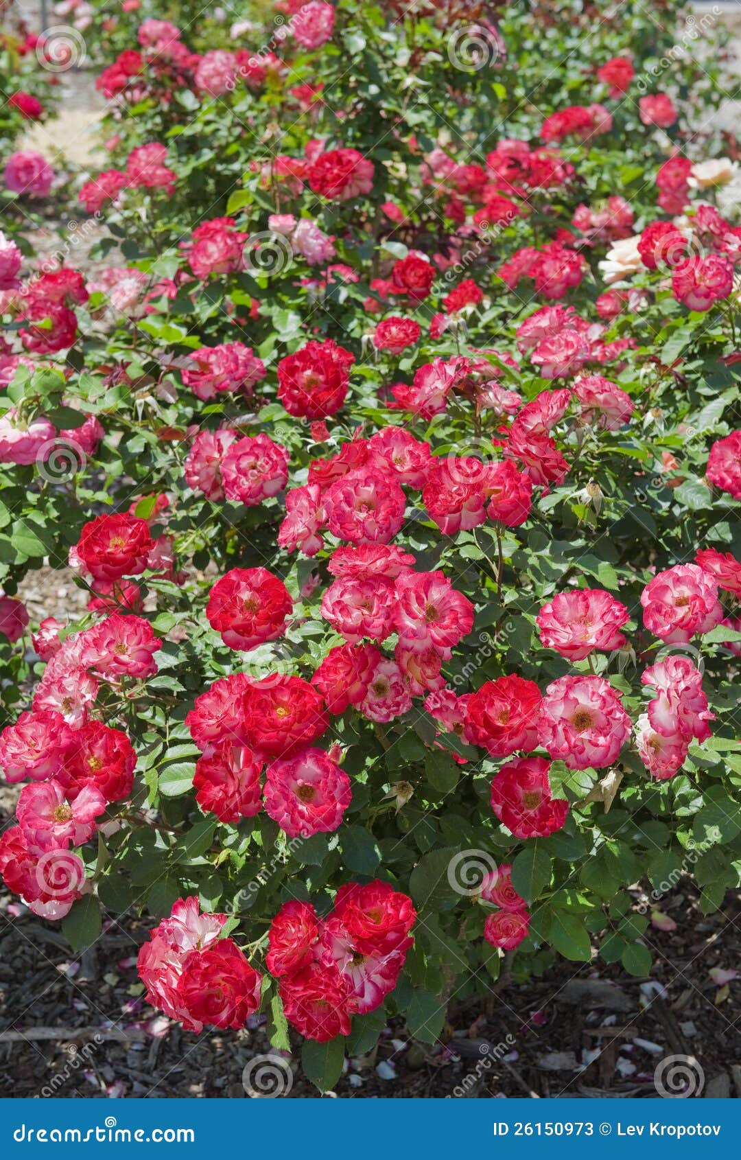 Rosenbusch stockbild. Bild von schönheit, betrieb, kultiviert - 26150973