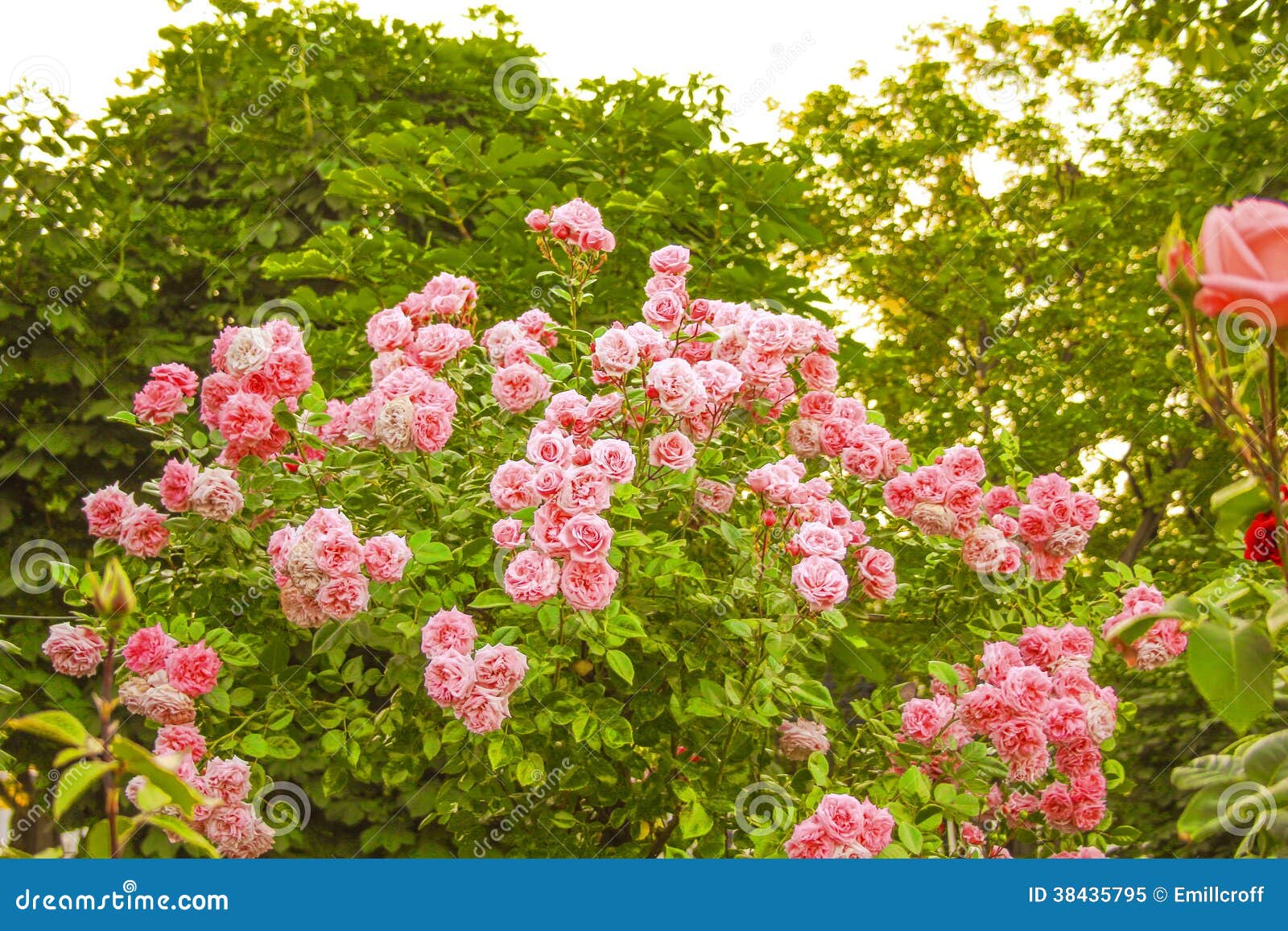 Rosenbusch stockbild. Bild von knospe, ehrfurcht, kopf - 38435795