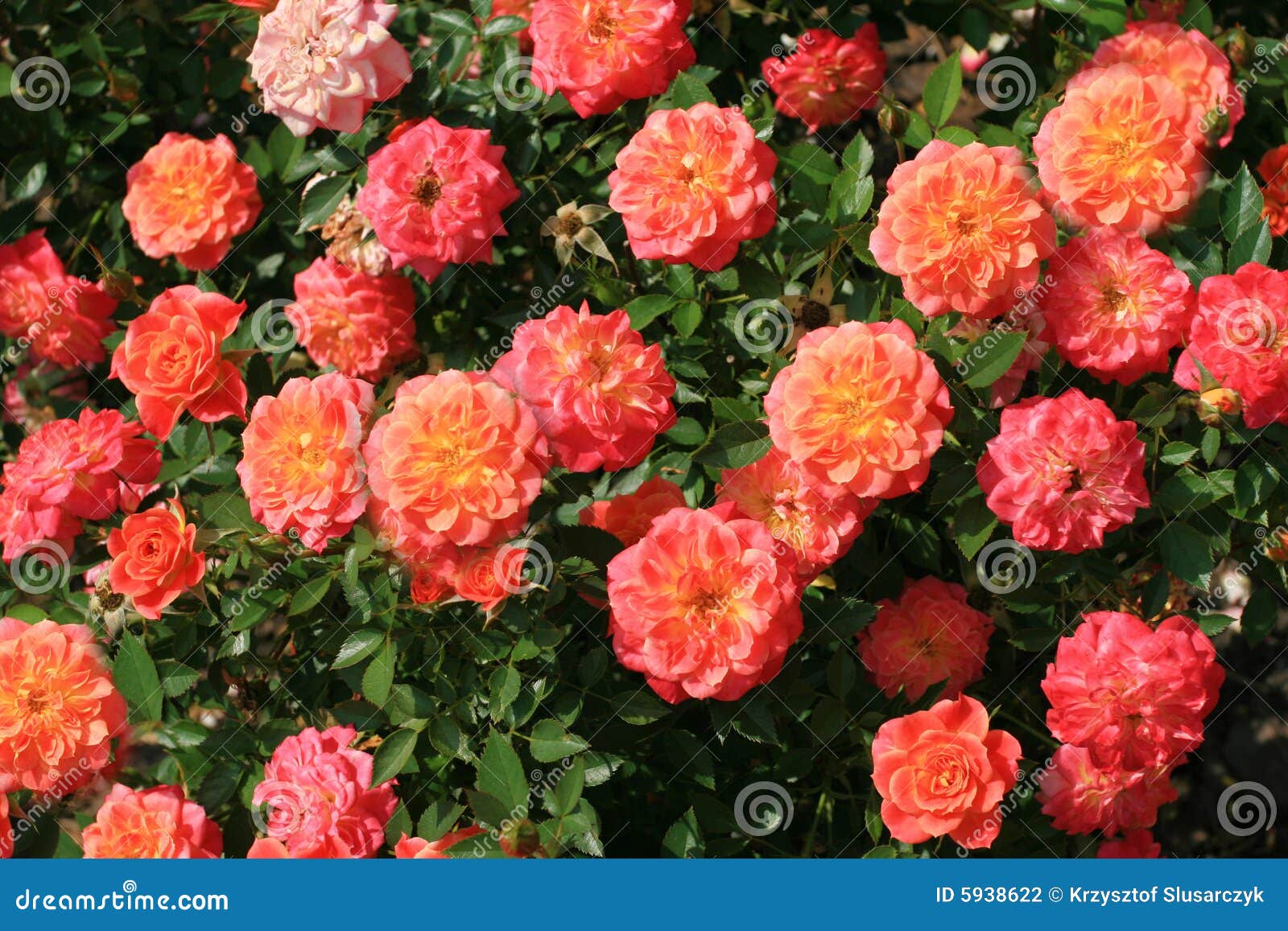 Rosenbusch stockfoto. Bild von blumen, busch, rosa, botanik - 5938622
