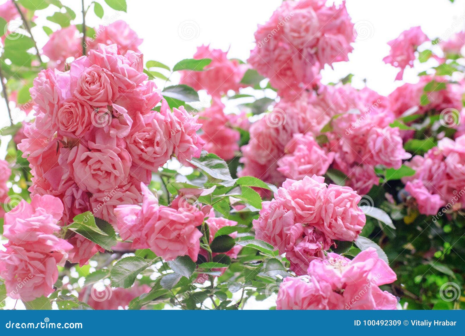 Rosenbusch Blumen stockbild. Bild von pflanzen, busch - 100492309