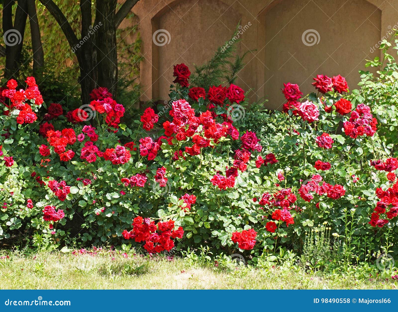 Rosenbusch im Garten stockfoto. Bild von blumenblatt - 98490558