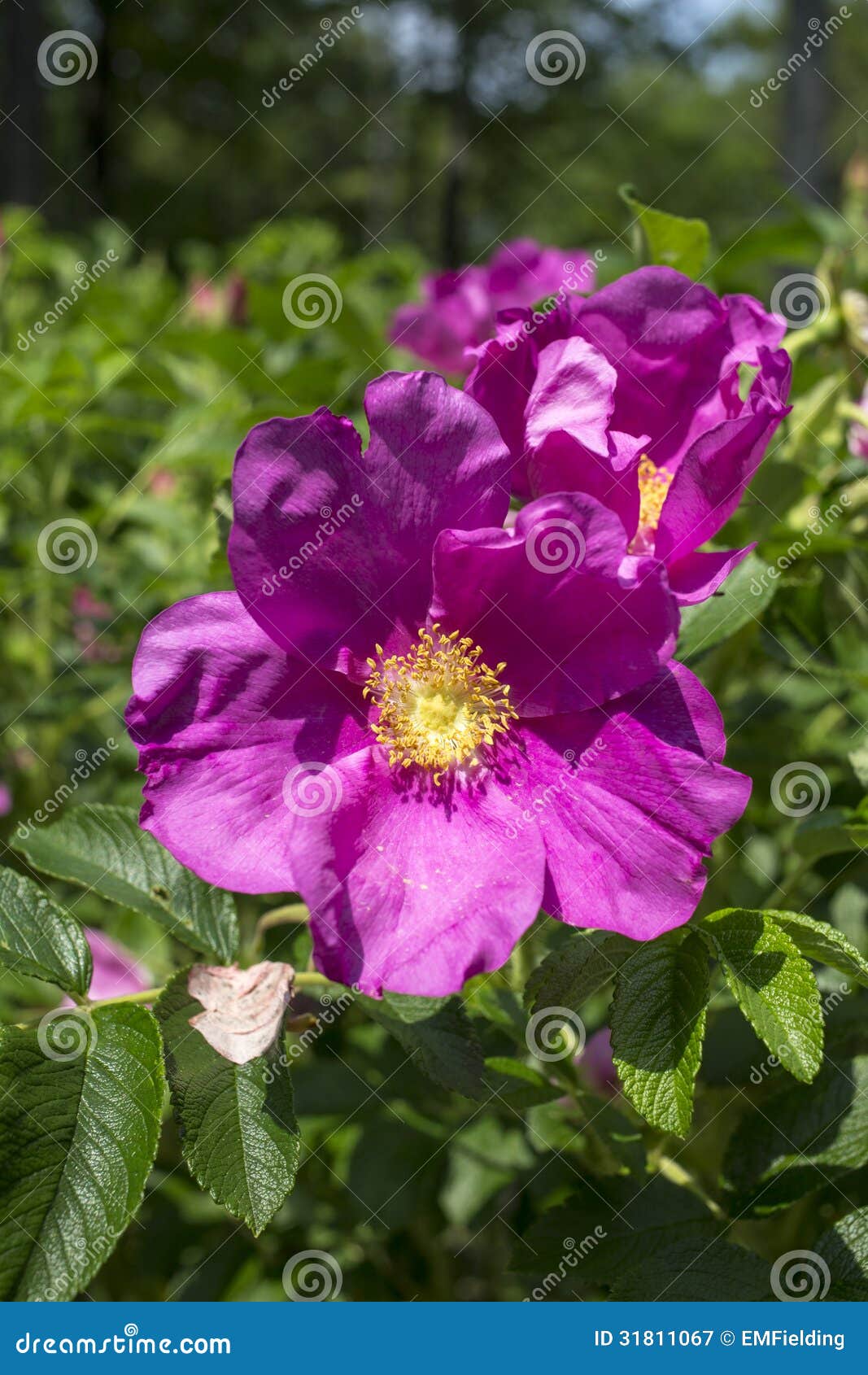 Rosenbusch Rosa Rugosas stockbild. Bild von betriebe - 31811067