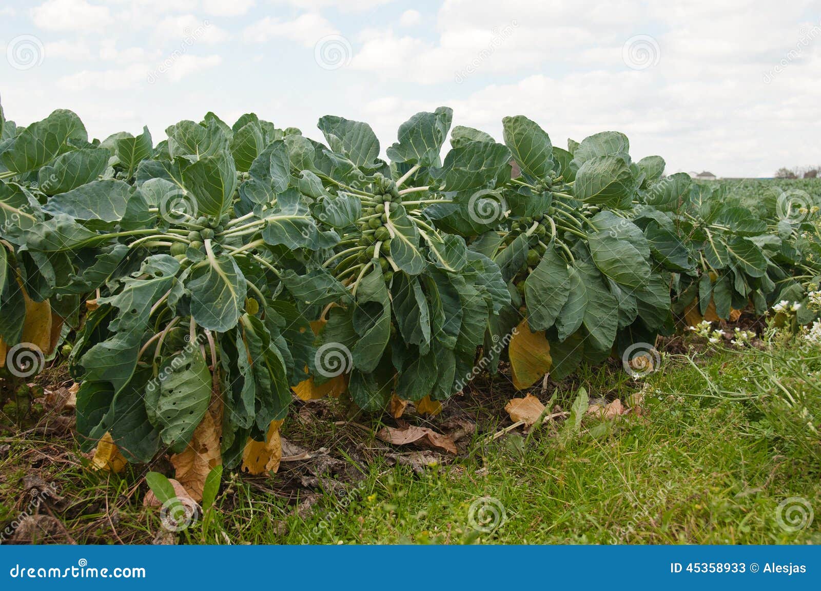 Rosenkohl auf dem Feld stockbild. Bild von nahrung, ernte - 45358933