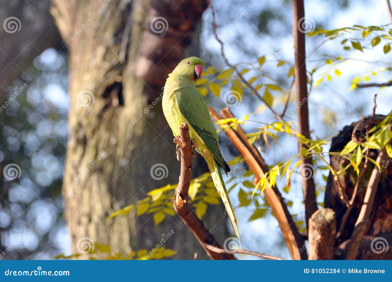 Roseringed Parakeet Preening Its Feathers Stock Photo - Image of ...