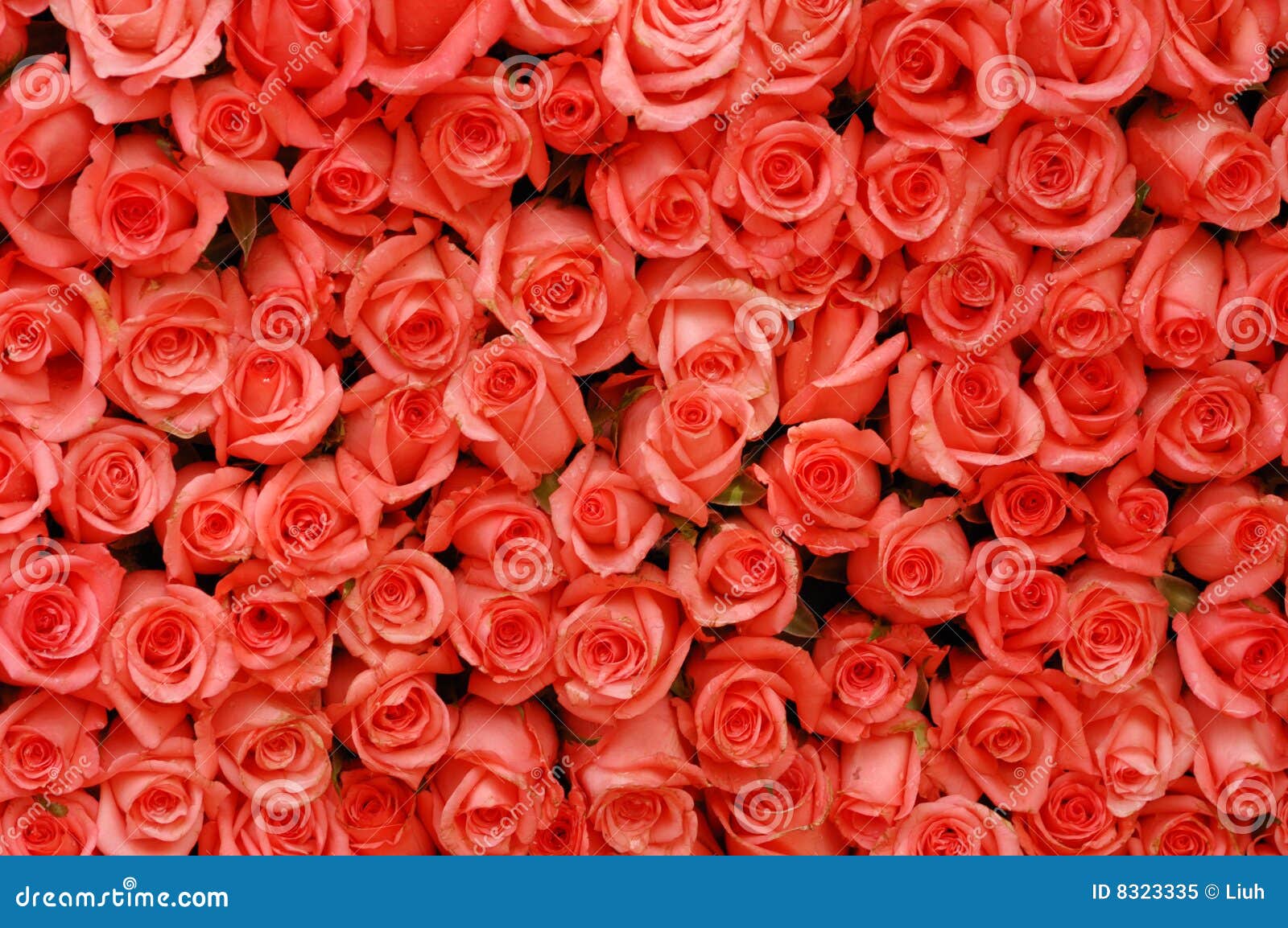 Roses_01 stock image. Image of beattiful, roses, love - 8323335