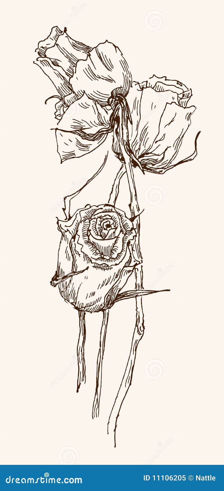 Roses stock vector. Illustration of floral, calligraphy - 11106205