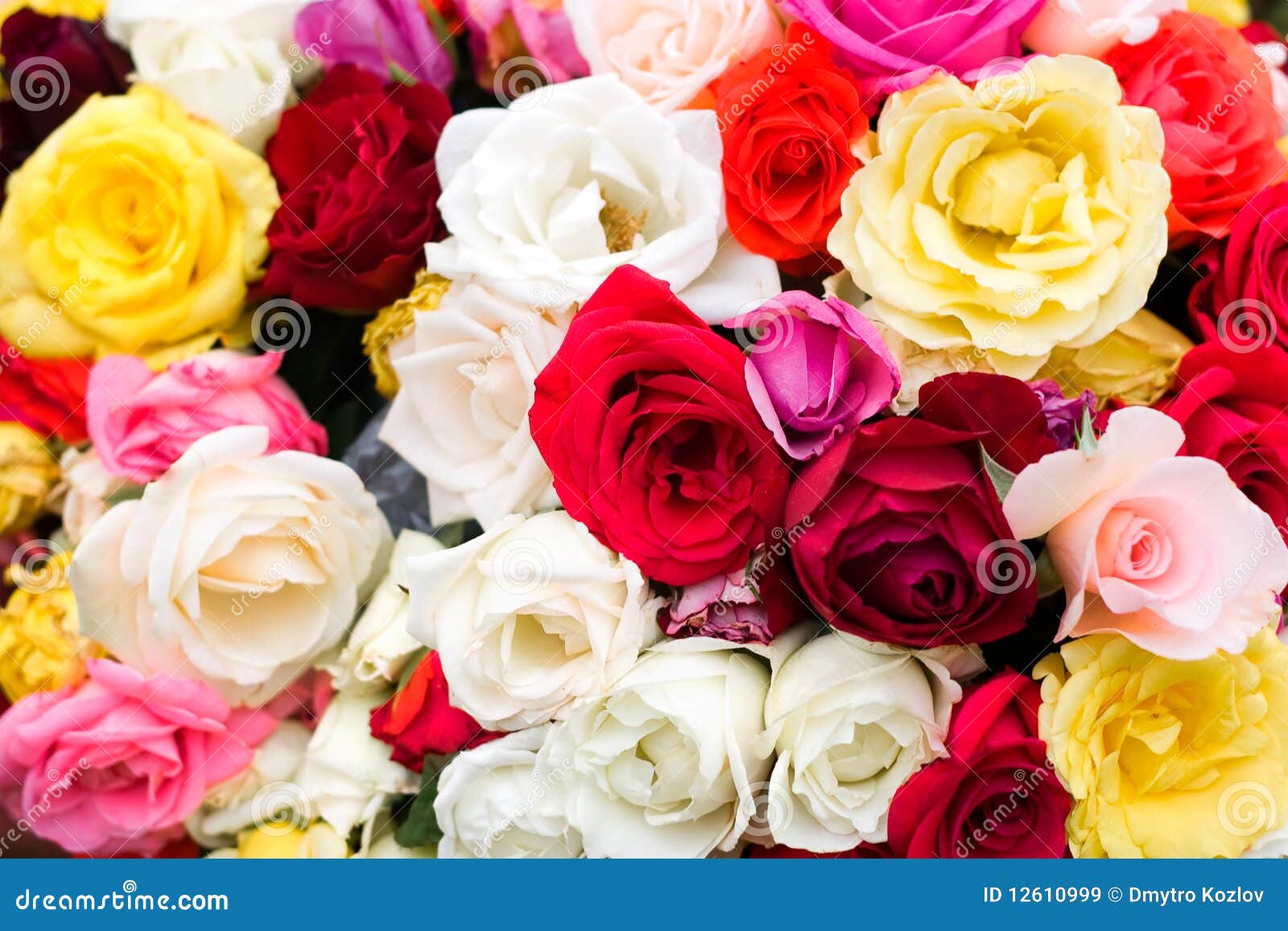 Roses stock image. Image of love, flowers, petal, horizontal - 12610999