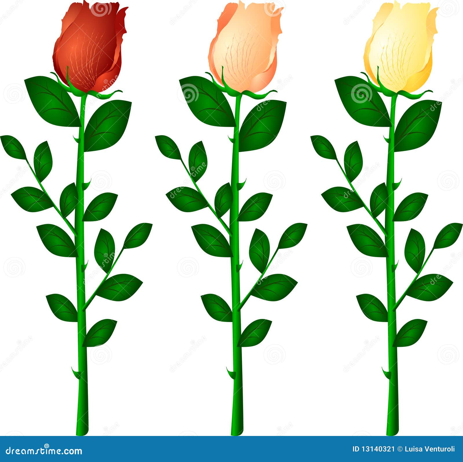 Roses Three Different Colors Stock Illustrations – 11 Roses Three ...