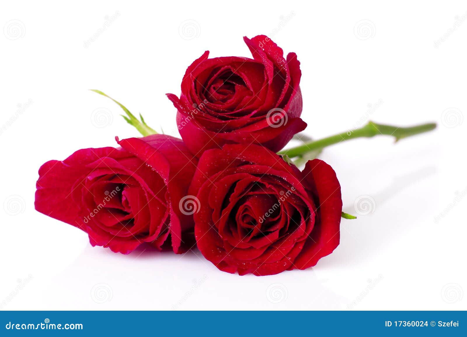 424 Torn Roses Photos - Free & Royalty-Free Stock Photos from Dreamstime