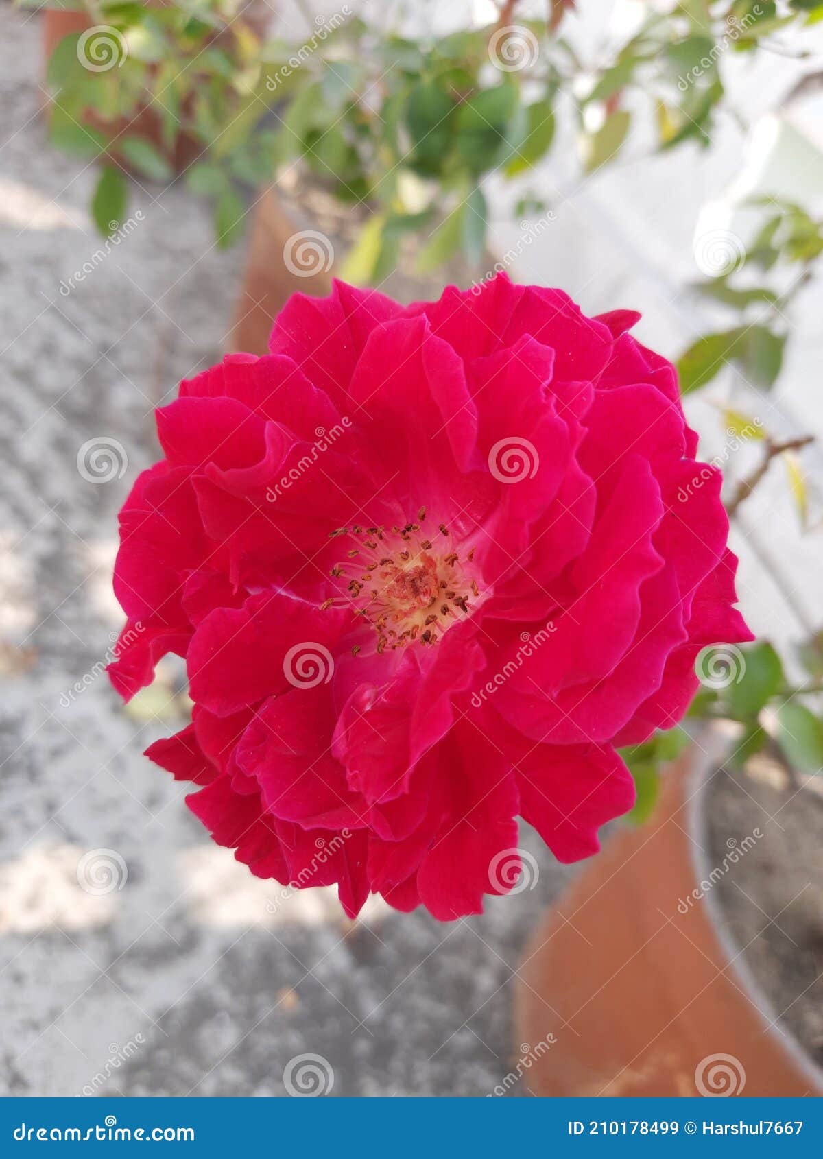 Red Chilli Rose stock image. Image of tulip, beautiful - 210178499