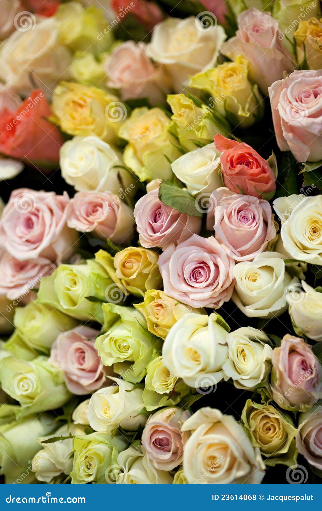 Roses stock photo. Image of bunch, leaves, rosebuds, yellow - 23614068