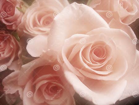 Roses stock image. Image of beautiful, dream, bloom, bride - 2515439