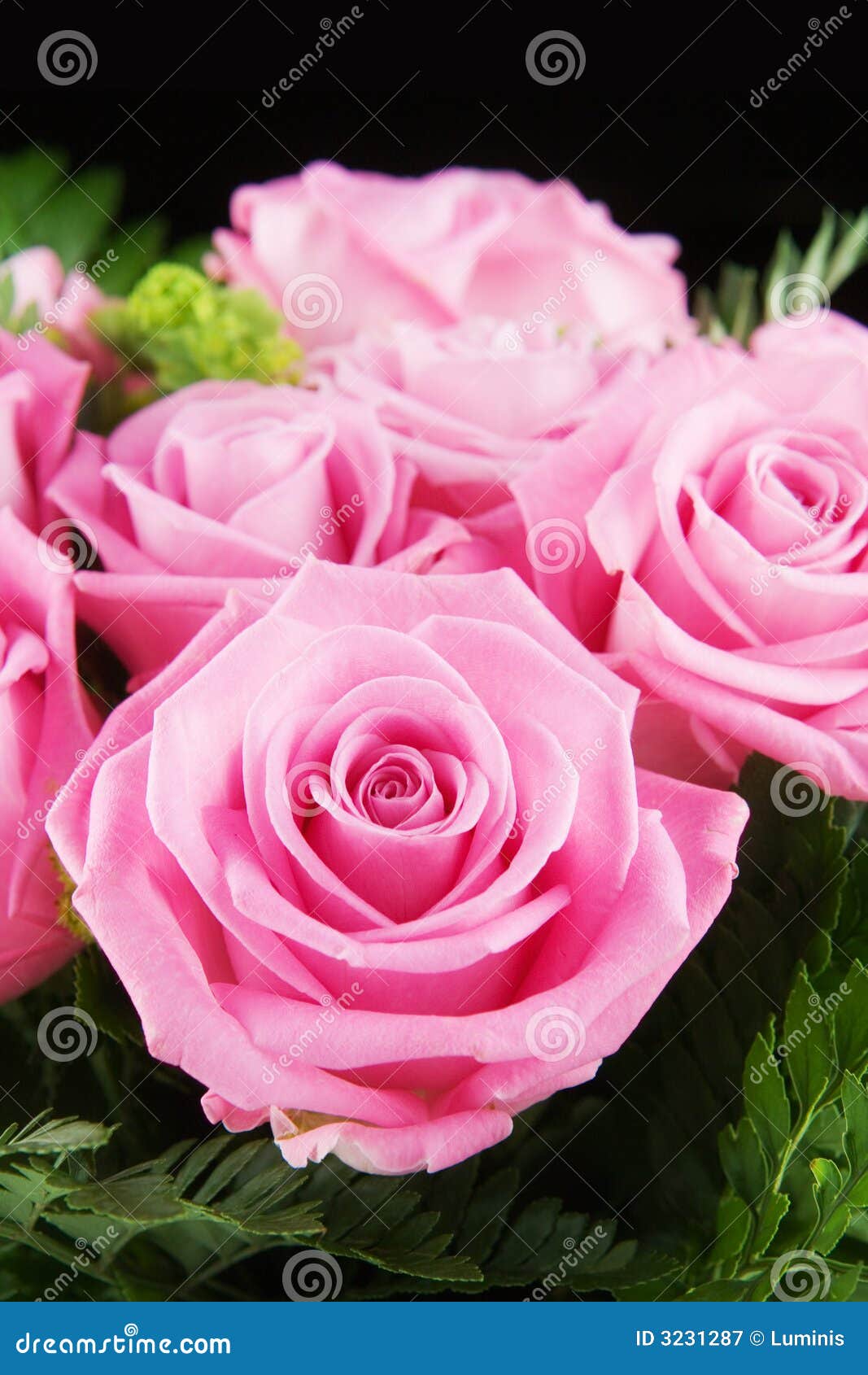 Roses stock image. Image of decoration, beautiful, joyful - 3231287