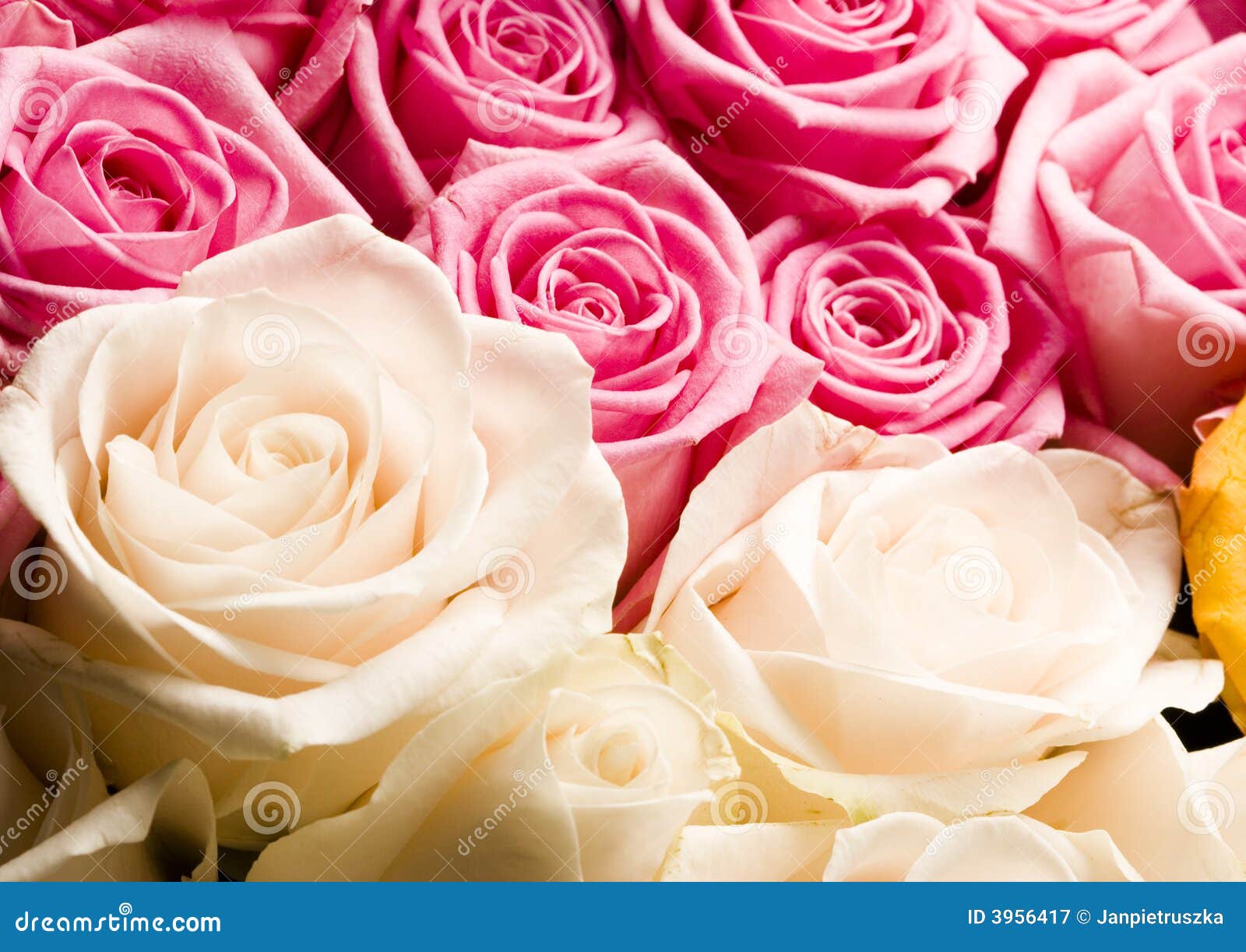 Roses stock image. Image of freshness, nature, feeling - 3956417