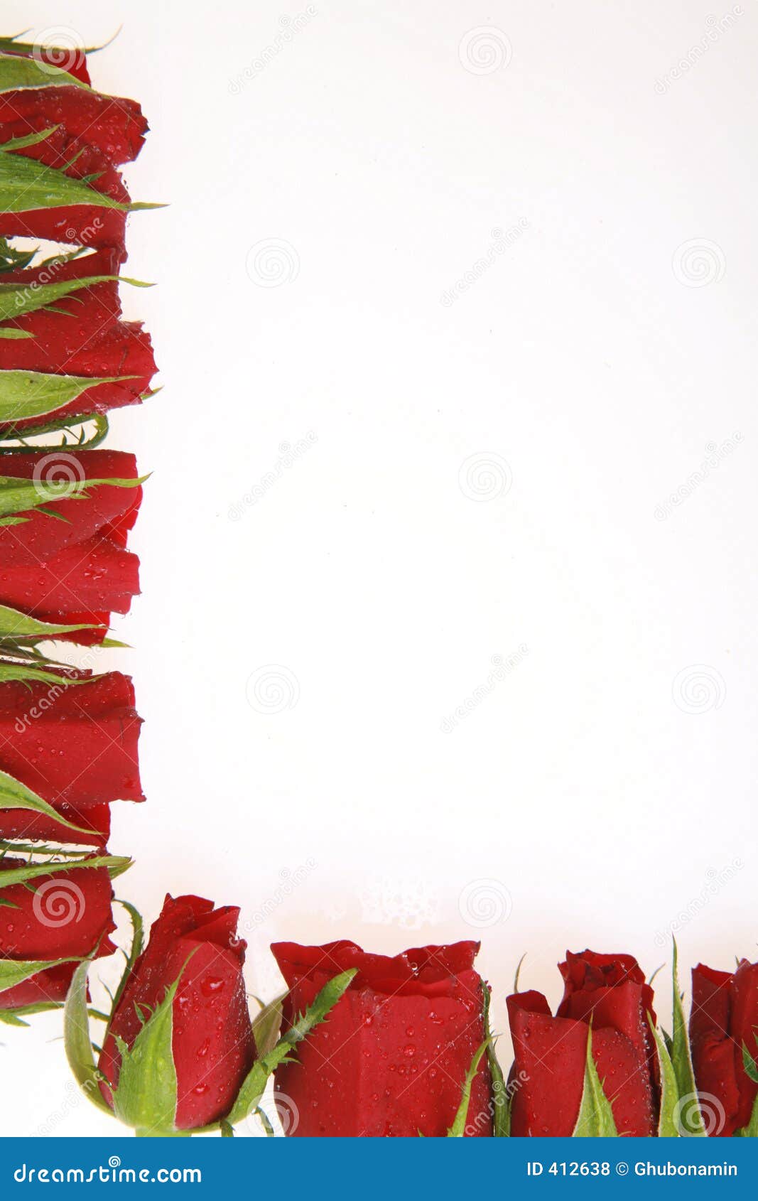Roses stock photo. Image of bouquet, giving, holiday, petal - 412638