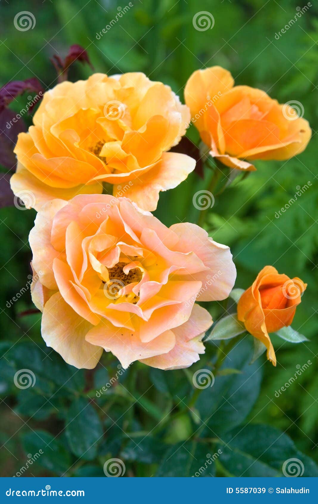 Roses stock image. Image of summer, flower, roses, peace - 5587039