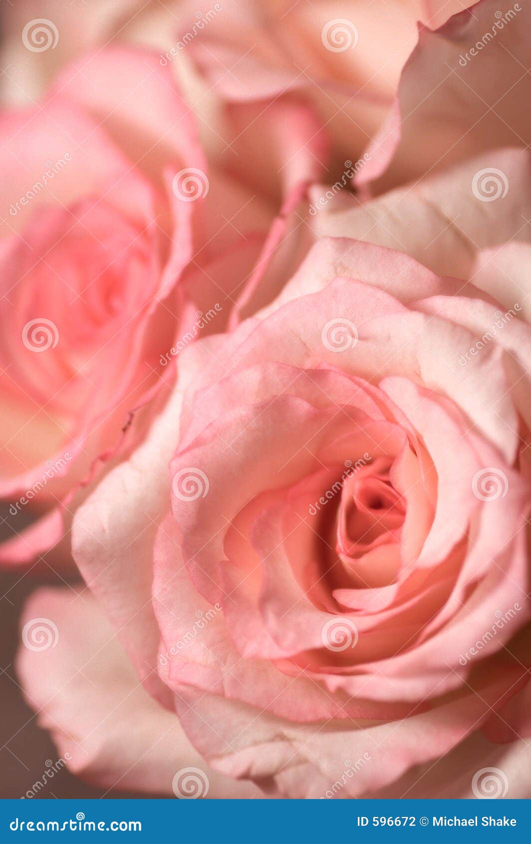 Roses stock photo. Image of soft, sweetest, roses, gift - 596672