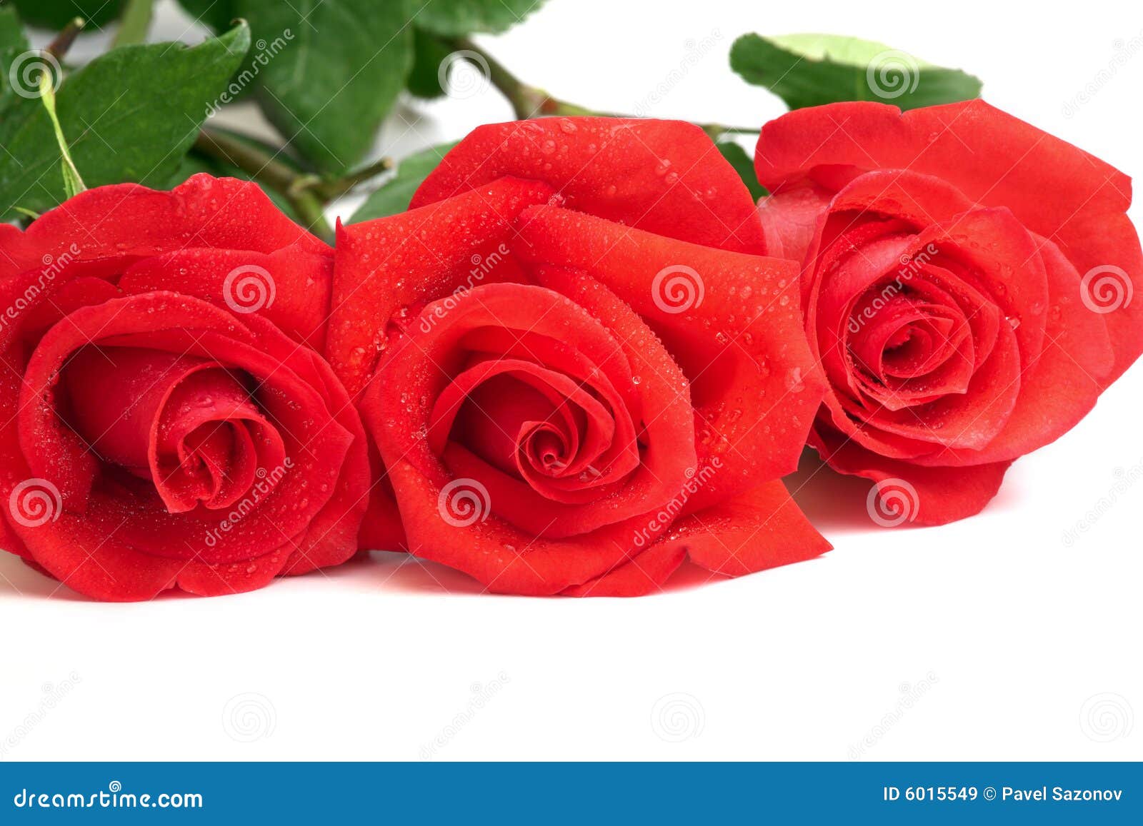 Roses stock image. Image of love, fresh, floral, elegant - 6015549