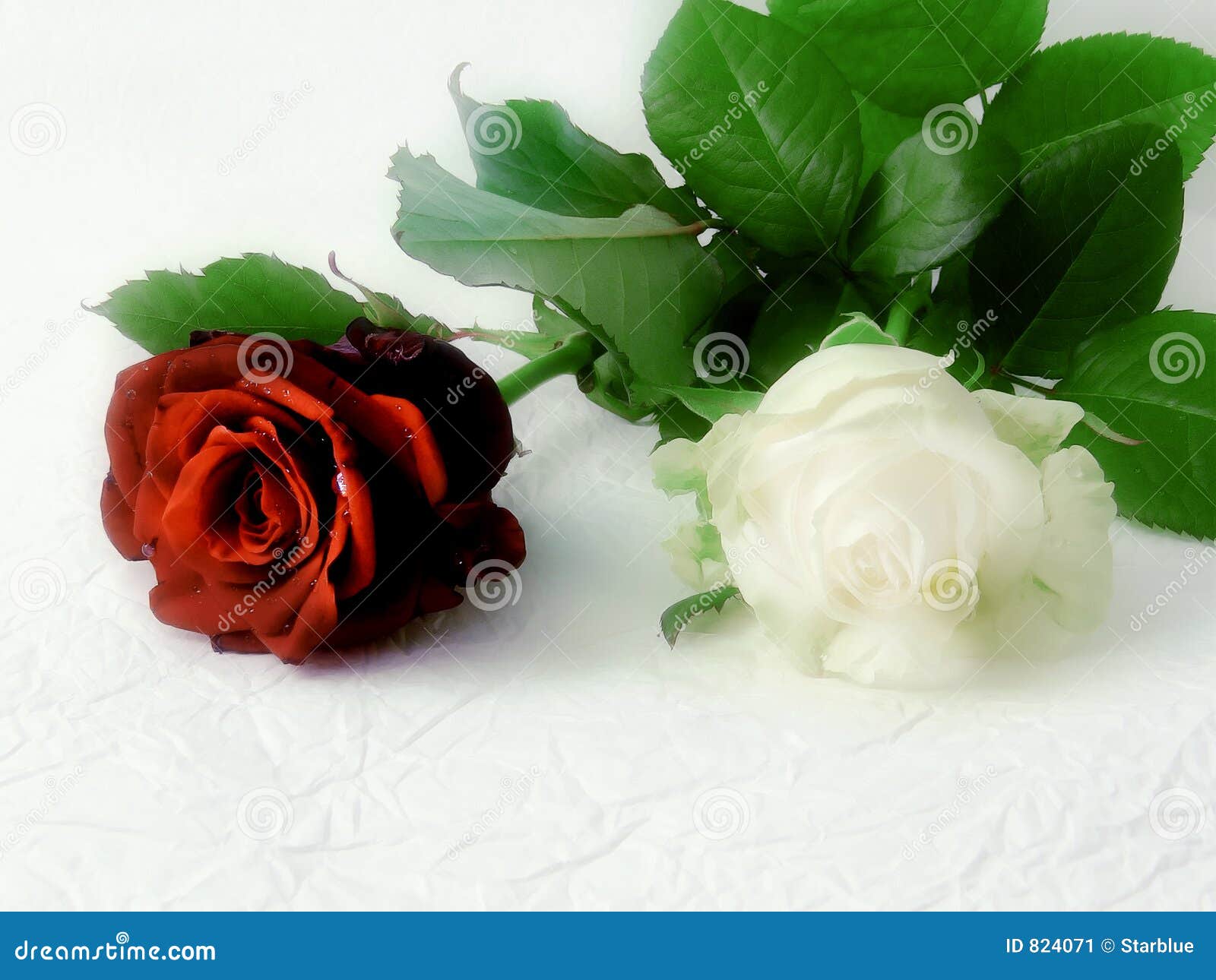 Roses stock image. Image of nature, snap, loving, roses - 824071
