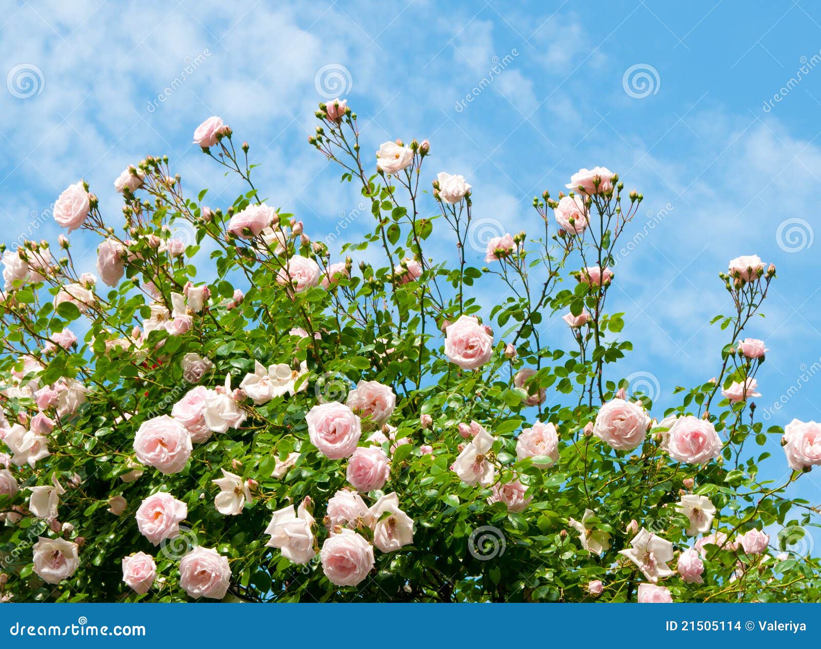 Roses Against Blue Sky. Stock Images - Image: 21505114