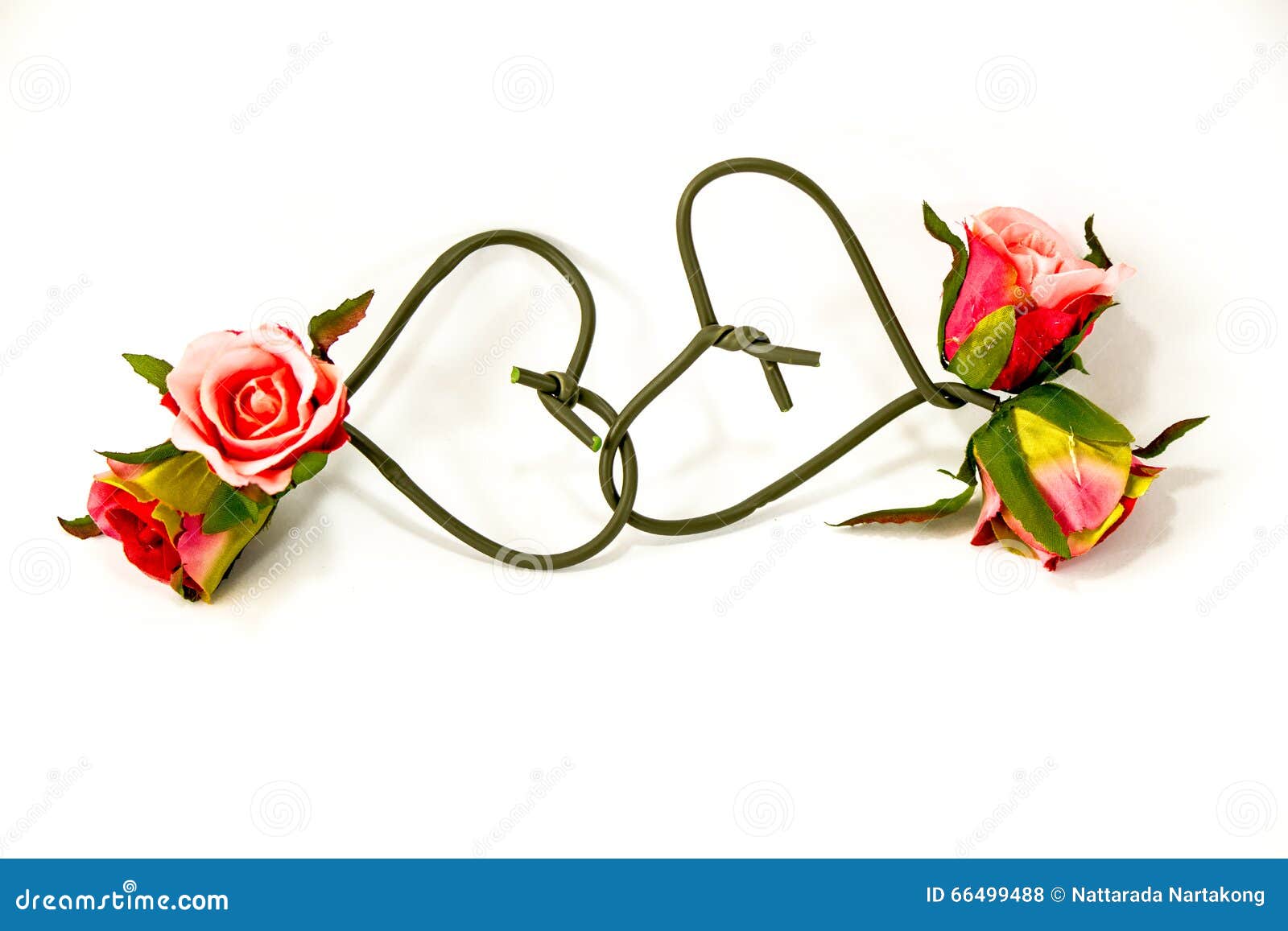 Roses stock photo. Image of heart, white, isolated, summer - 66499488